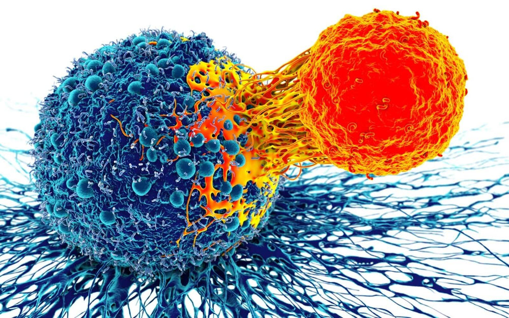 Immunotherapy of Solid Tumor Cancers: Role of Cancer Associated Fibrob ...